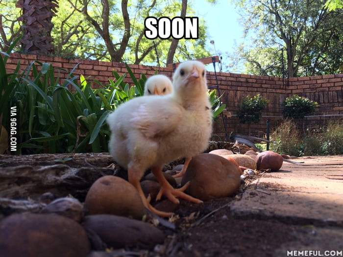 Chick wars - 9GAG
