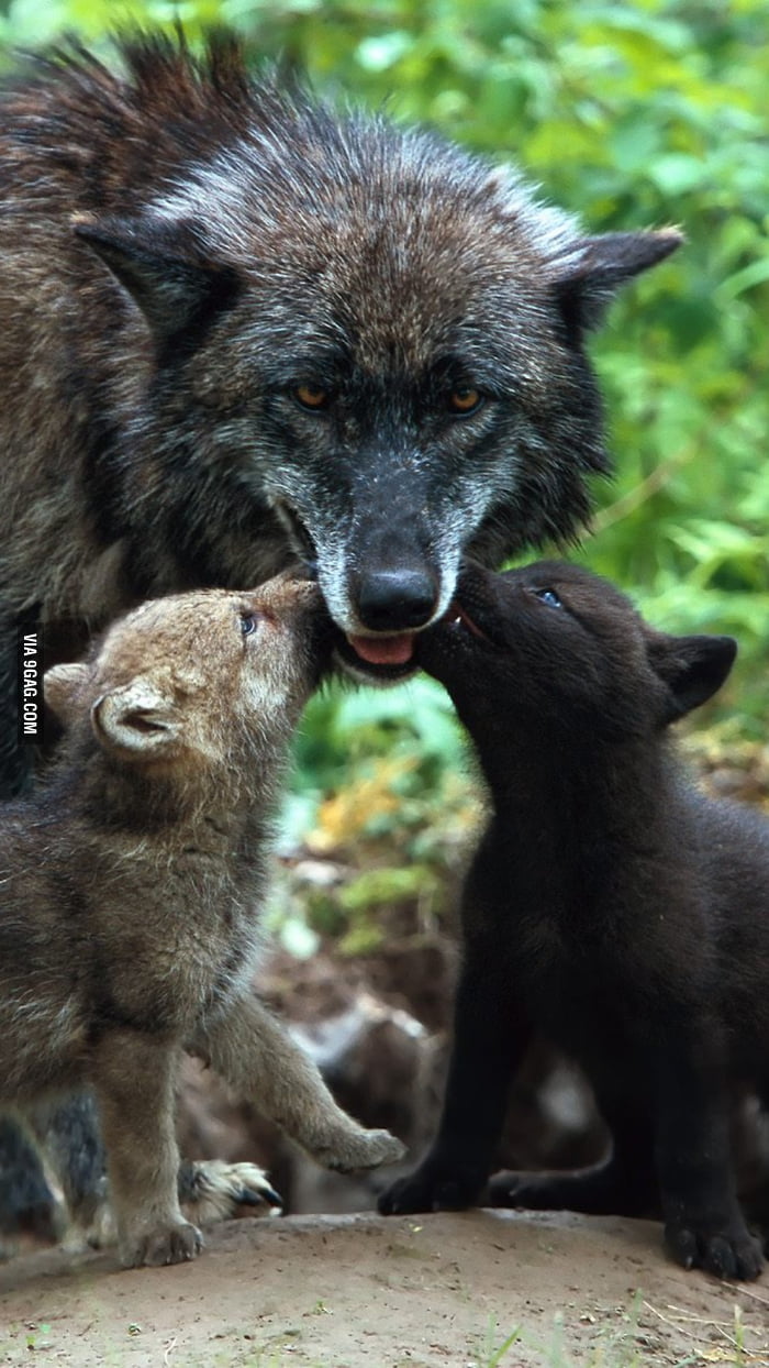 Wolf and her pups - 9GAG