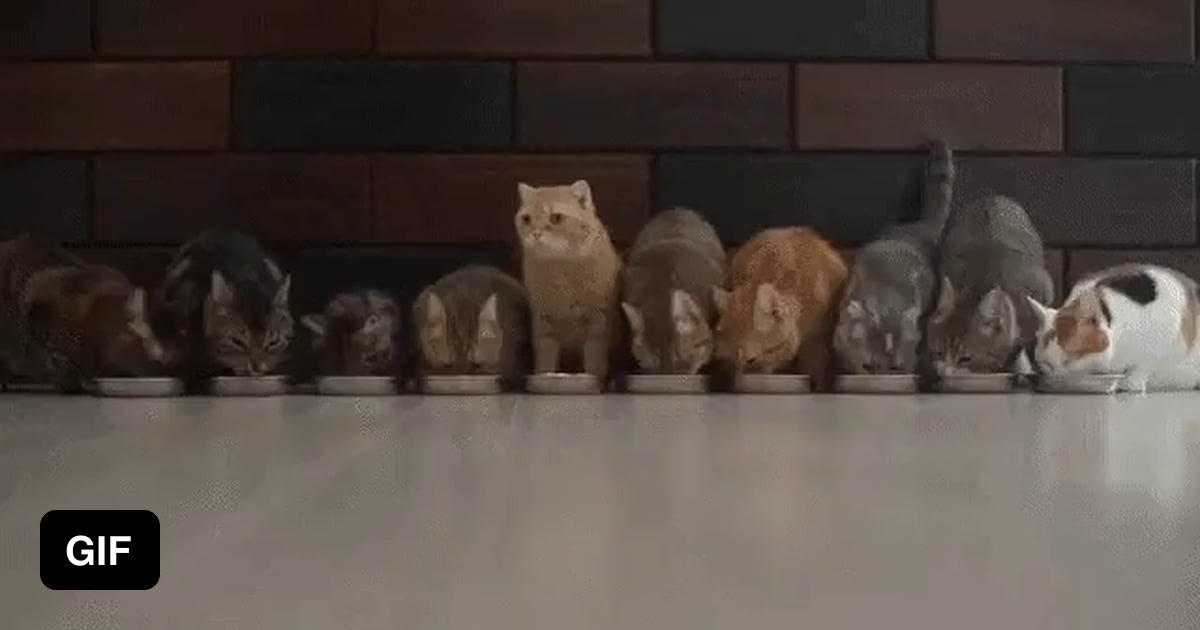 This cat has seen some shit - 9GAG
