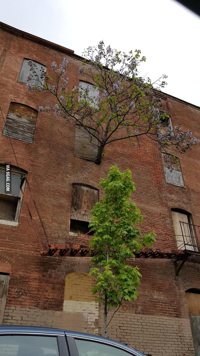 A tree grows from third floor window - 9GAG