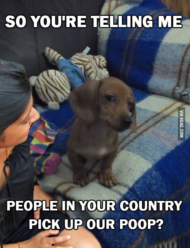 Skeptical third world dog - 9GAG