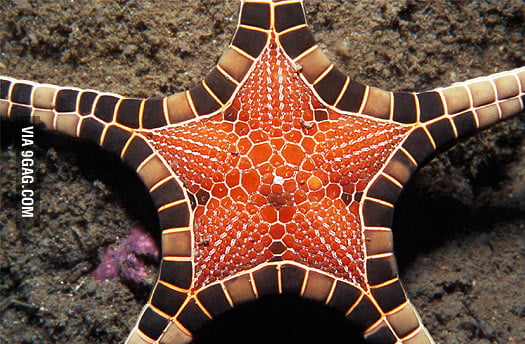 Iconaster longimanus, most beautiful starfish - 9GAG