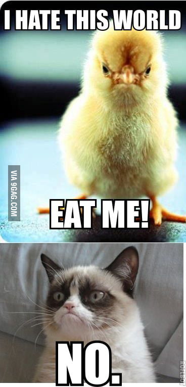 Grumpy Chicken... - 9GAG