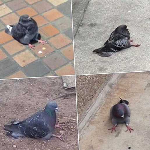 Just in case you wanted to know here are some sitting pigeons - 9GAG