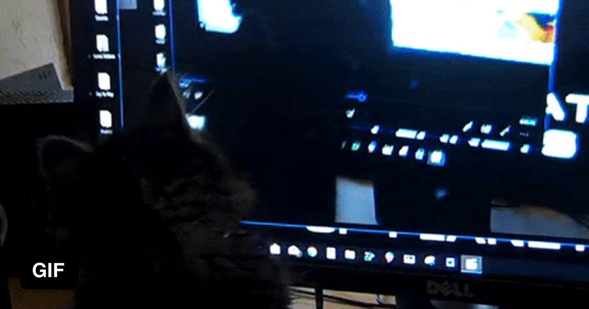 Video of my kitten watching a video of my kitten watching a video of my ...