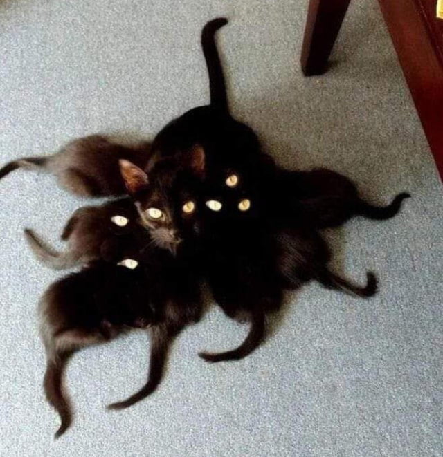 Lovecraft's cat. - 9GAG