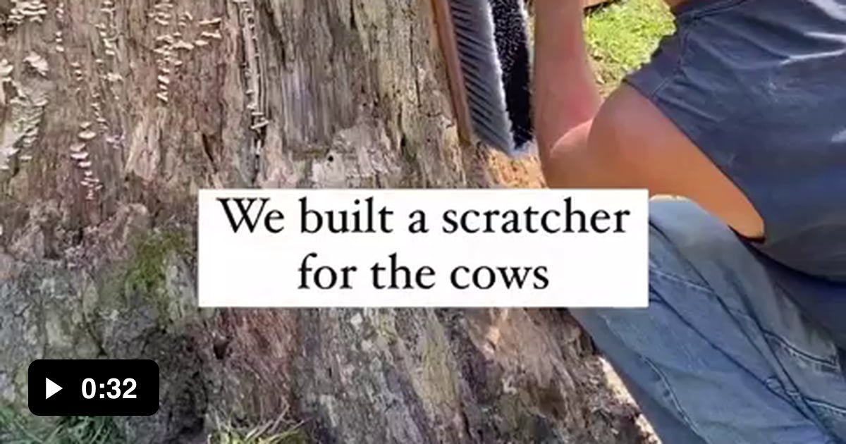 Cows love scritches - 9GAG