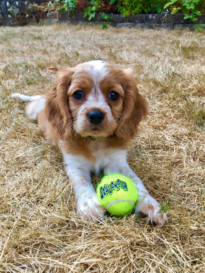Baby Samson, a Cavalier/Beagle cross - 9GAG