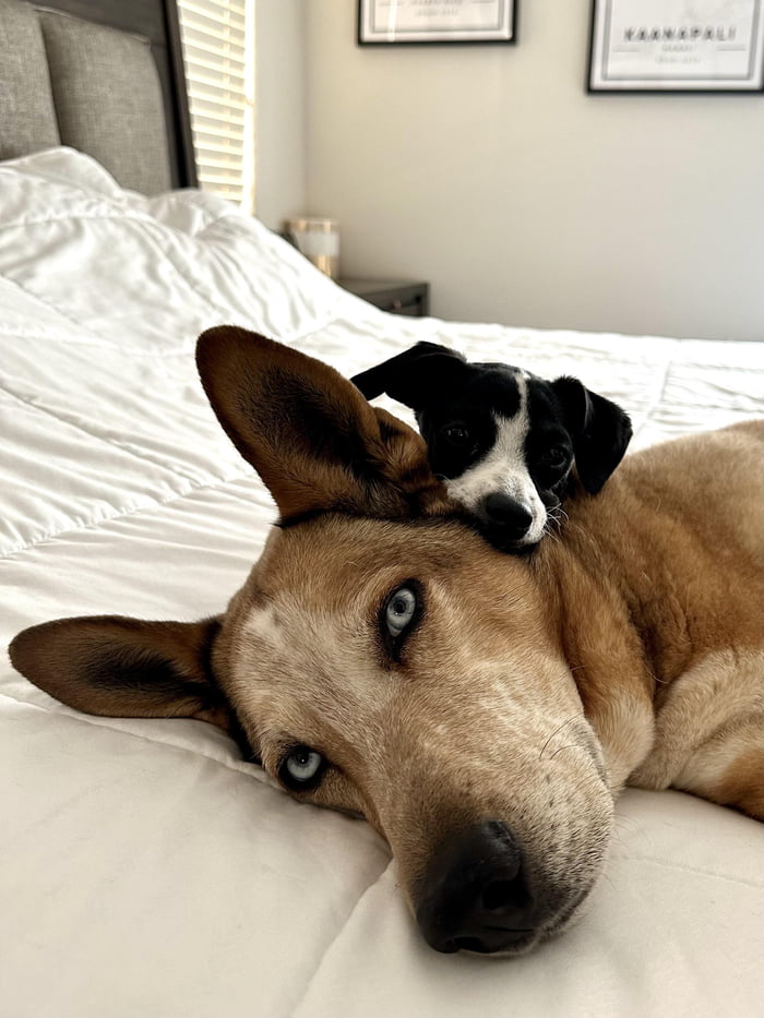 Snuggle puddle bonding sesh 💕 - 9GAG