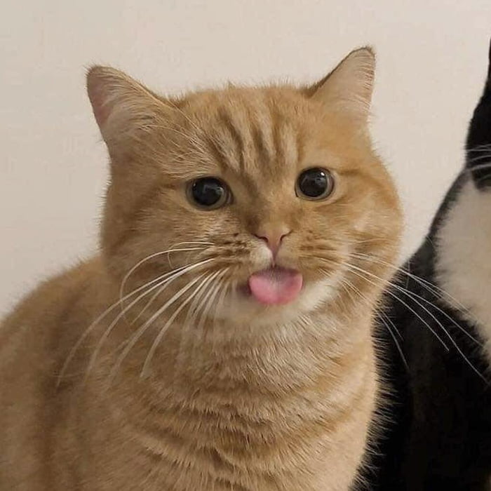 A Derpy blep - 9GAG