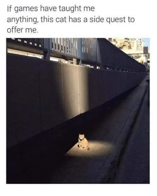 The holy side quest cat - 9GAG