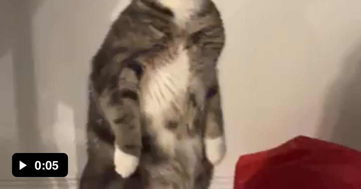 Confuzzled kitty - 9GAG