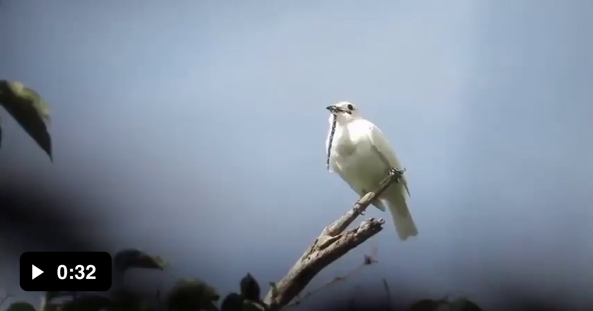 The White Bellbird has the loudest call of any bird in the animal ...