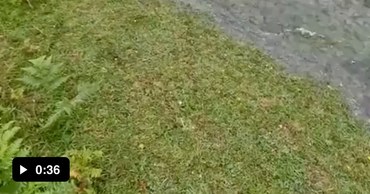 What new natural spring looks like - 9GAG