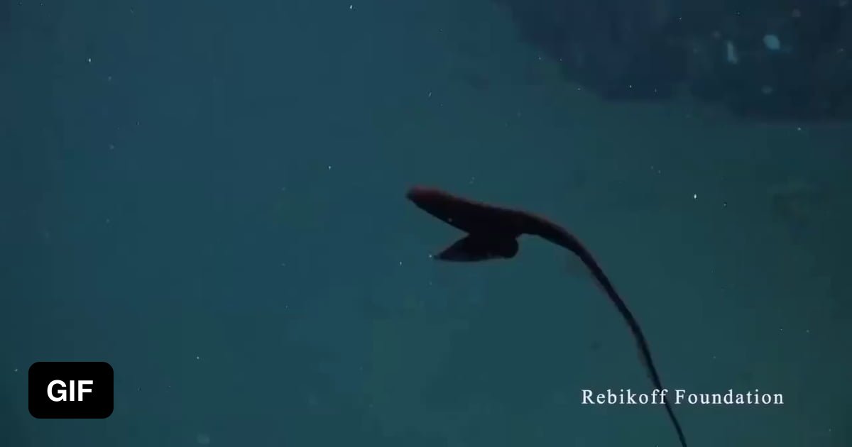 This deep sea shape shifter lives at extreme depths and is rarely ever ...