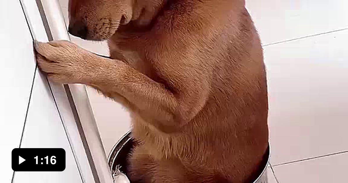 Random compilation - 9GAG