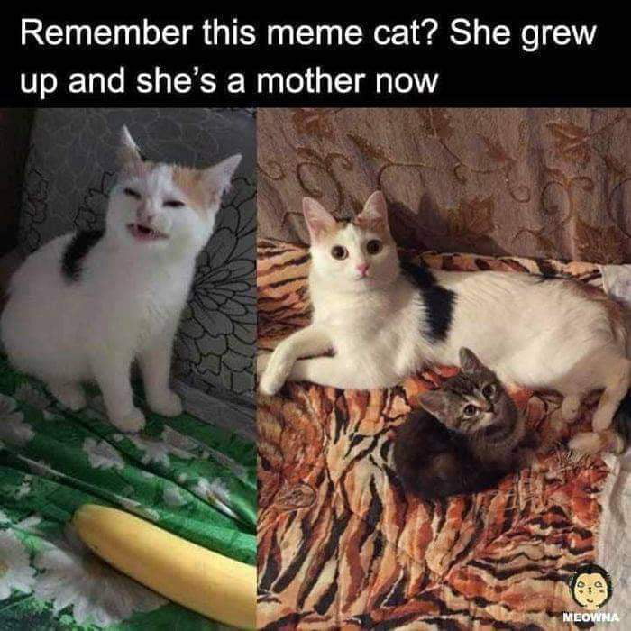 Its She 9gag
