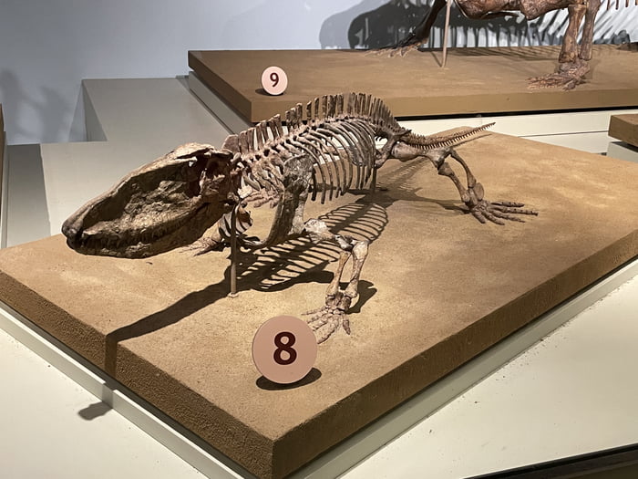 This slender snouted Synapsid is Ophiacodon! Being a member of the ...
