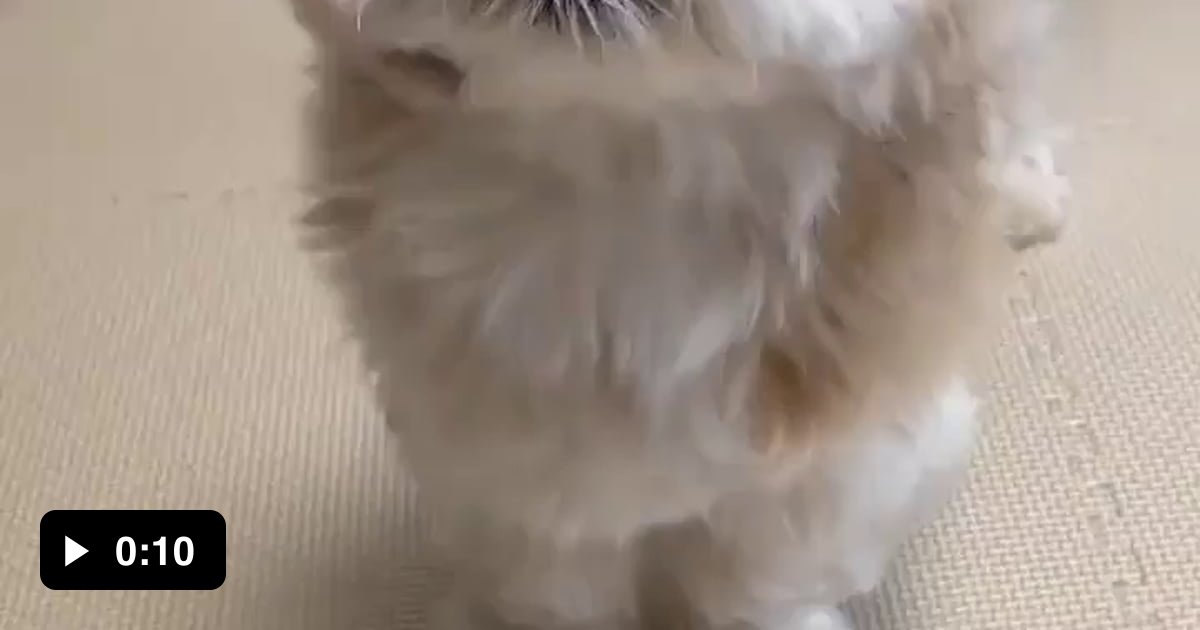 Adorable puppy - 9GAG