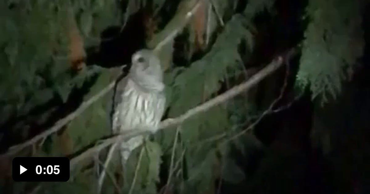 Owls are weird creatures - 9GAG