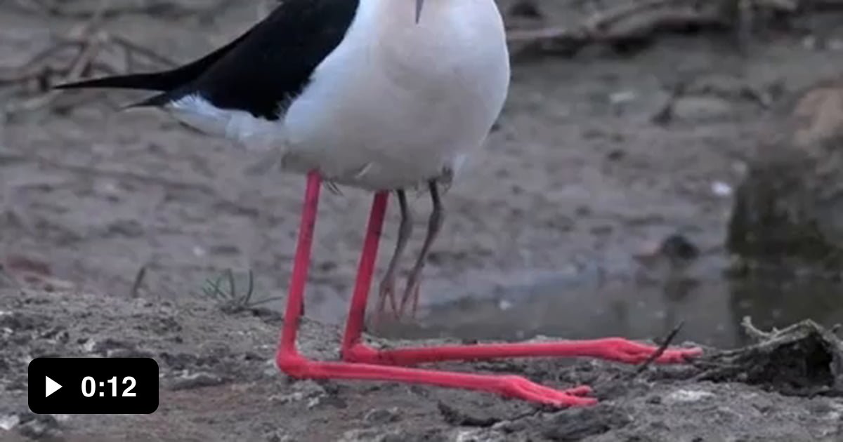 Weird Four Legged Bird - 9GAG