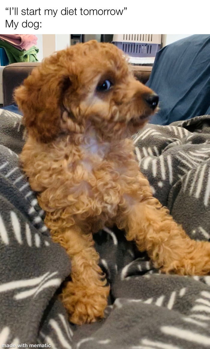 My new pup looks derpy - 9GAG