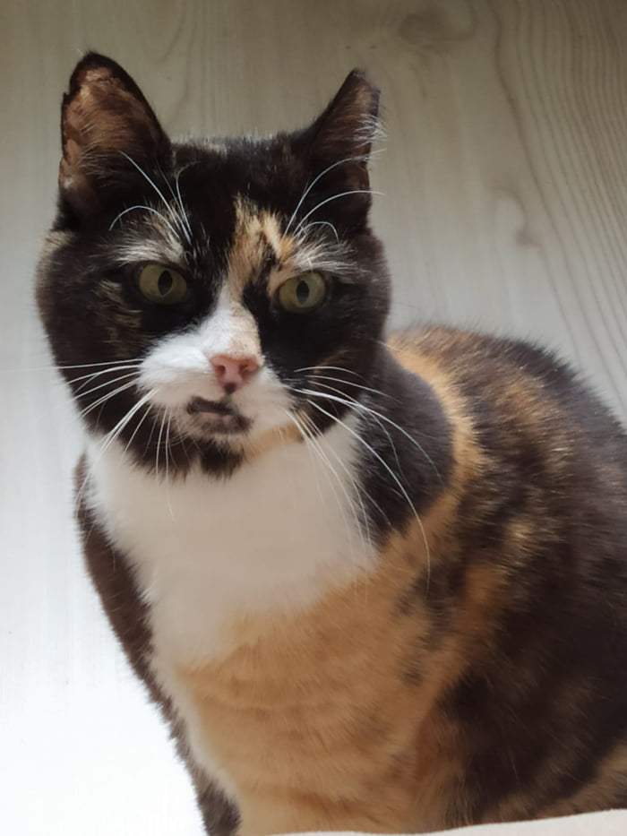 After amputating two frontal teeth our cat developed a model face. Aka ...