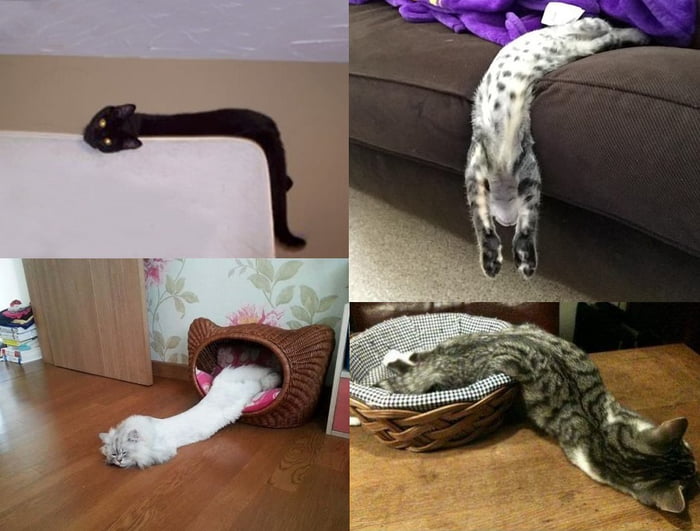 Cats, they are liquid - 9GAG
