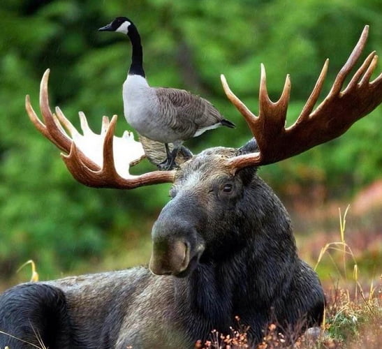 After elf on a shelf and goose on a moose show your creations! - 9GAG