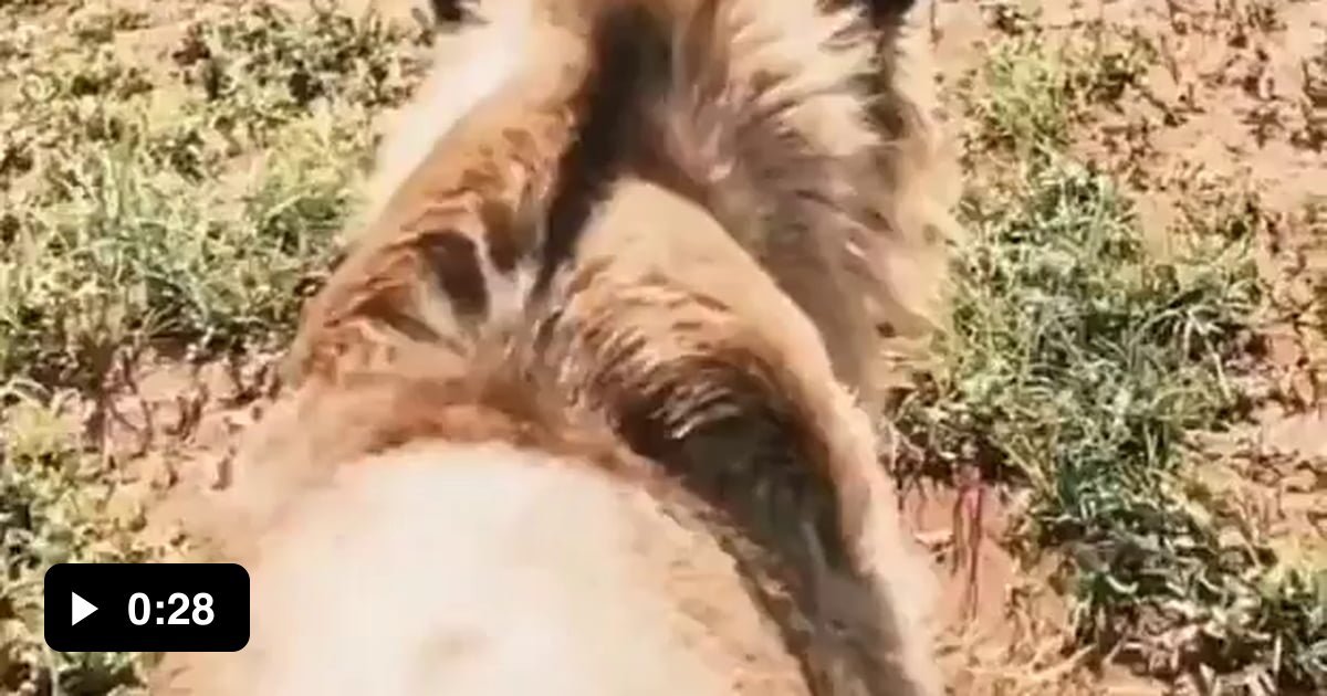 Dexter the lion greets the man who raised him at a wildlife sanctuary ...