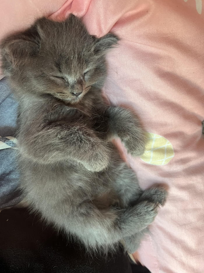 Smol but heavy (sleeper) - 9GAG