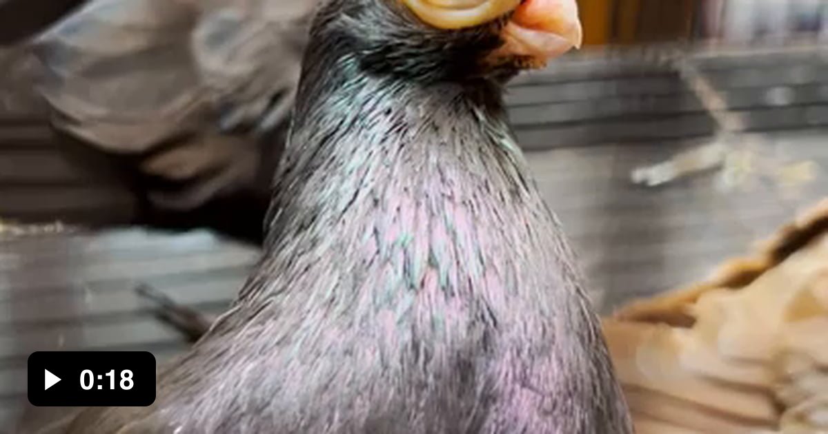 Budapest short faced tumbler pigeons! - 9GAG