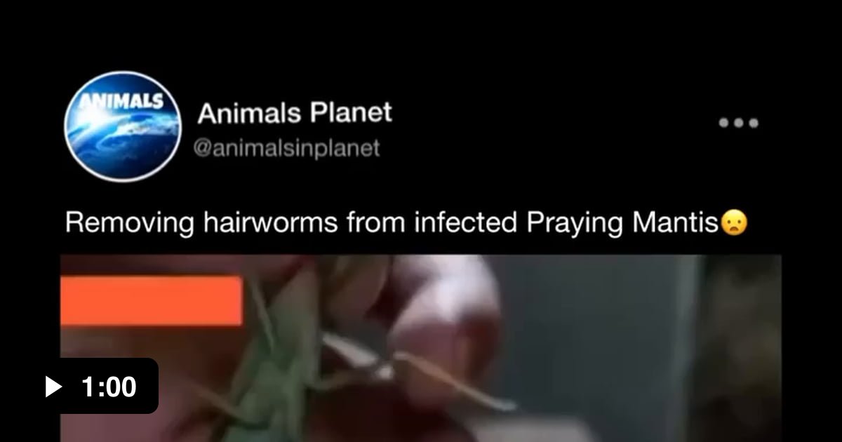 Removing hairworms from infected Pray Mantis - 9GAG