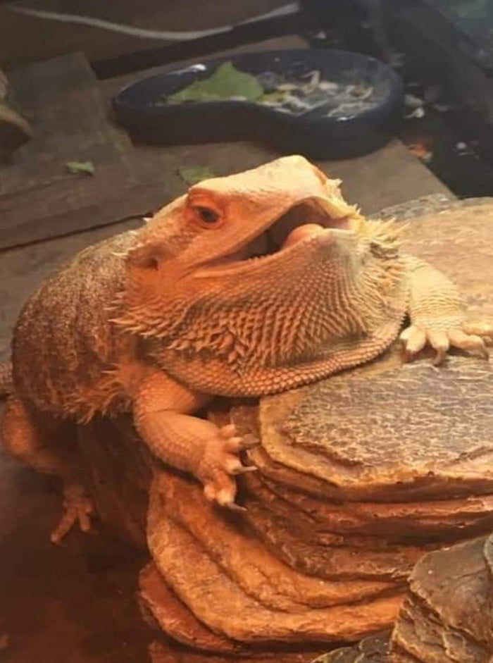 The Bearded Dragon - 9GAG
