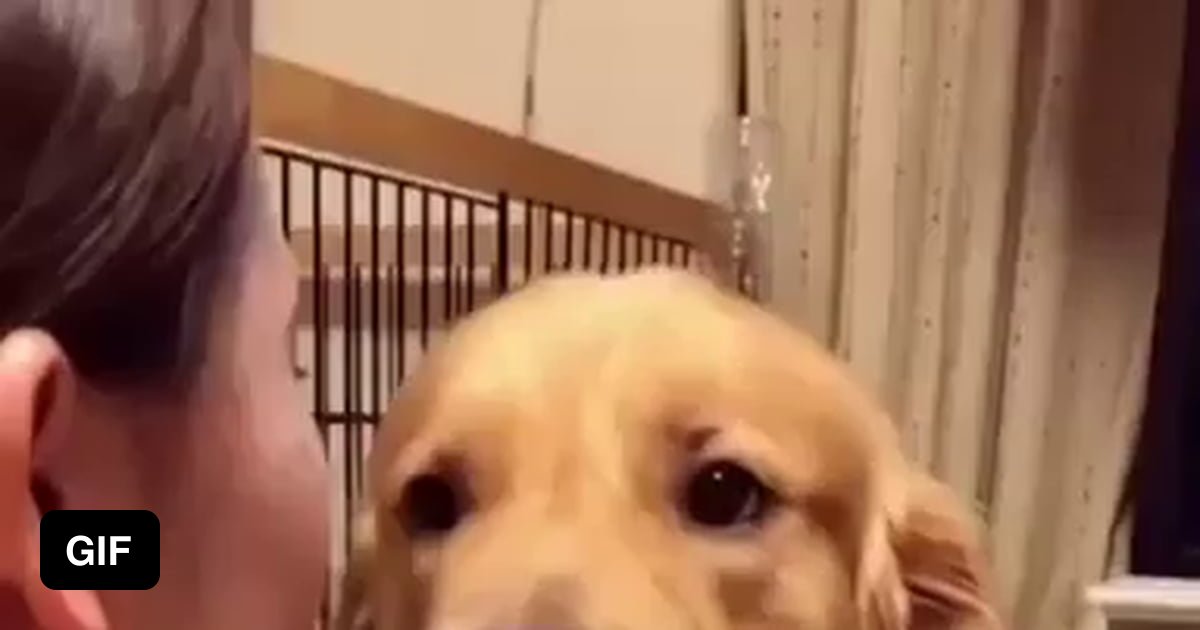 Dogs being dogs - 9GAG