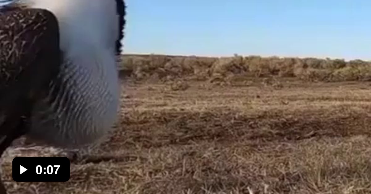 Close up of a Grouse call - 9GAG