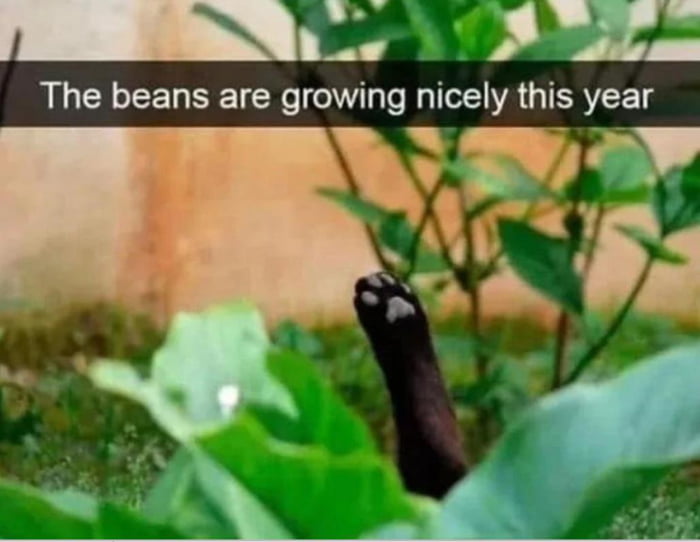 The beans are growing nicely this year ... - 9GAG