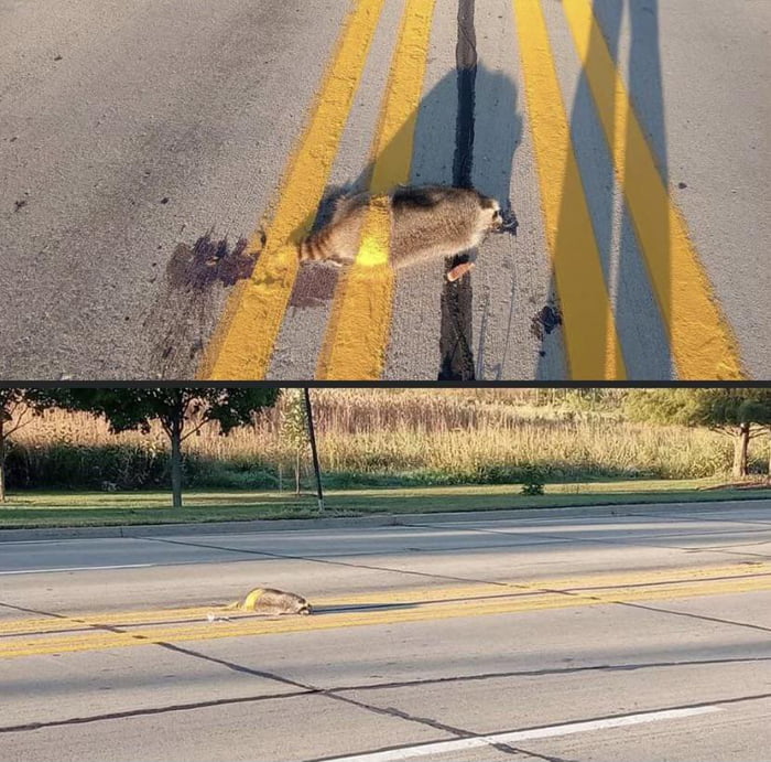 They painted over roadkill - 9GAG
