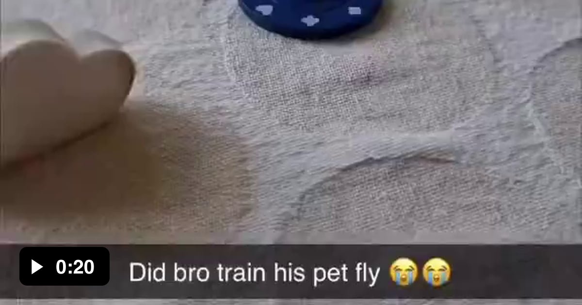 How to train your fly - 9GAG