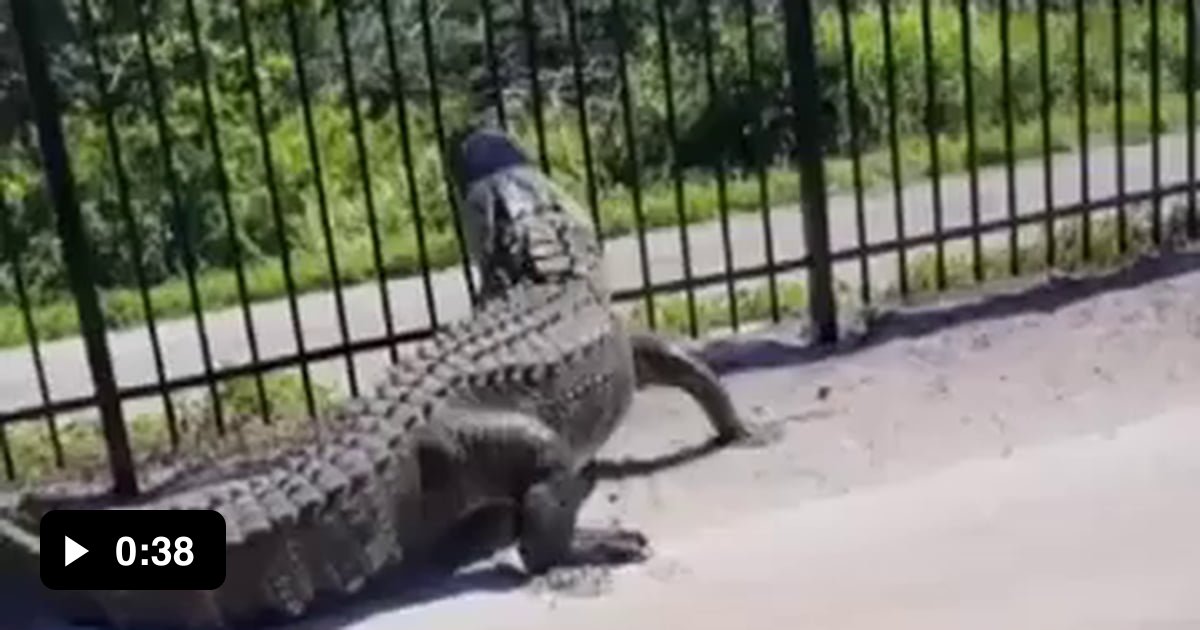 Alligator destroys a metal fence by using its body - 9GAG