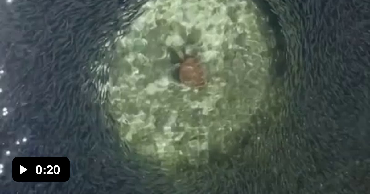 A huge school of fish make an almost perfect circle around a Sea Turtle ...
