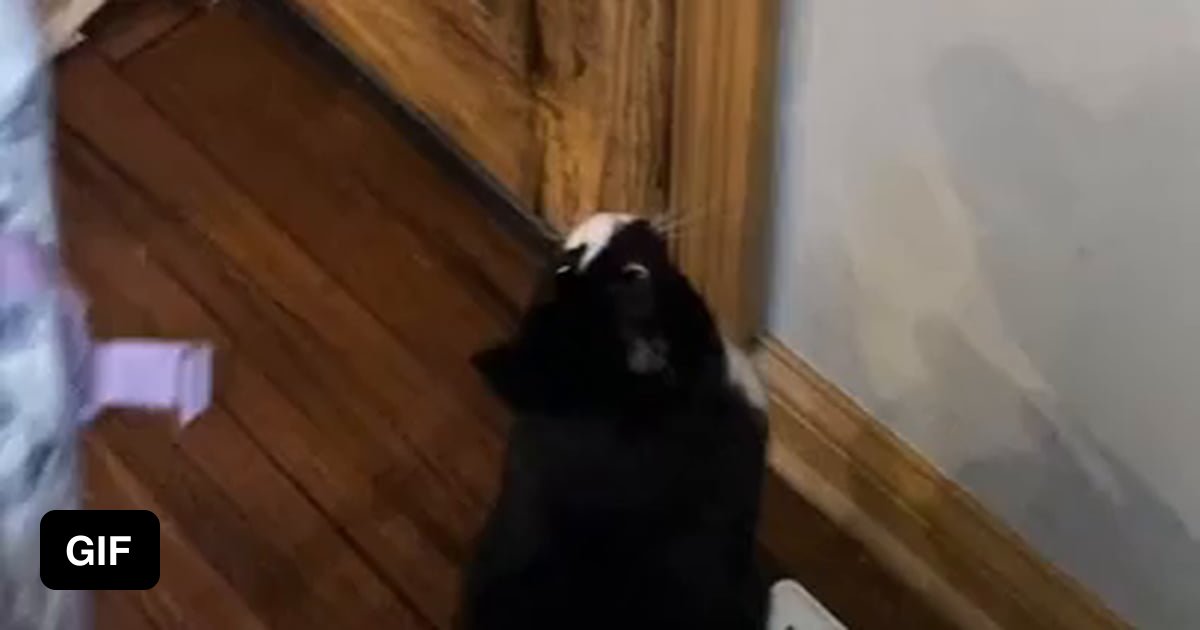 Craig the cat doing his school bus duties - 9GAG