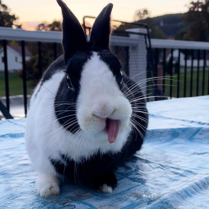 A bunny tongue for those who have not yet had the pleasure to ...