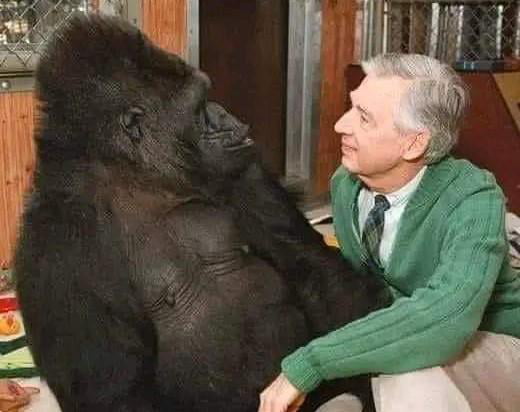 Koko the Gorilla meeting her all-time favorite celebrity, Mr. Rogers - 9GAG