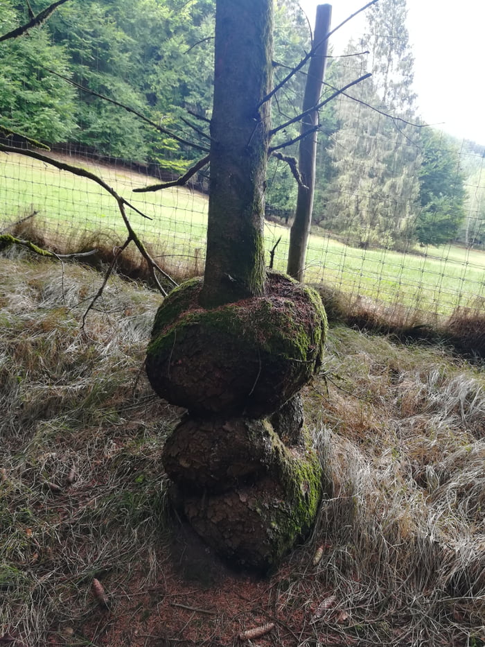 This tree is THICC..... but why? - 9GAG