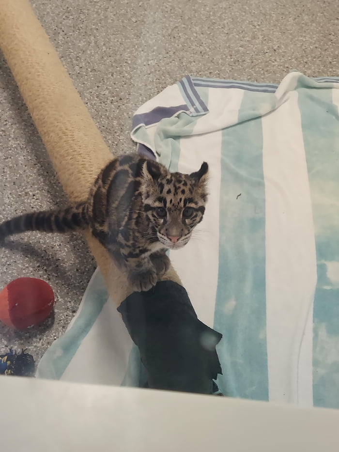 One of the smol clouded leopard cubs at a local zoo ️ They're still in the nursery. - 9GAG
