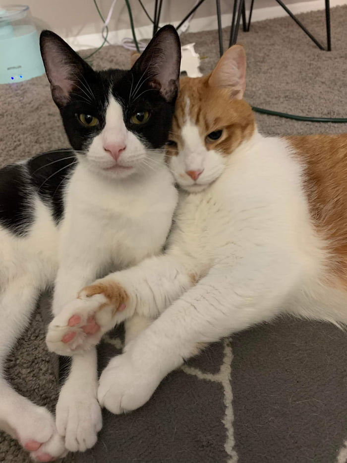 A Cat and the Kitten he "didnt" want. - 9GAG