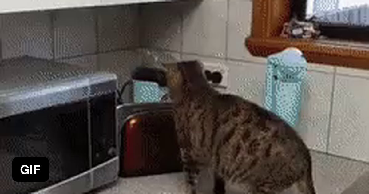 Cat vs. Toaster - 9GAG