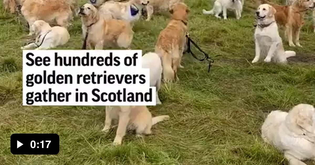 Hundreds of golden retrievers gathered at the ruins of the Guisachan ...