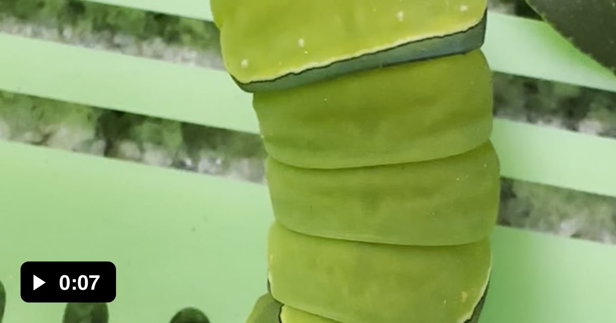 Heart beat and blood flow of a caterpillar - 9GAG